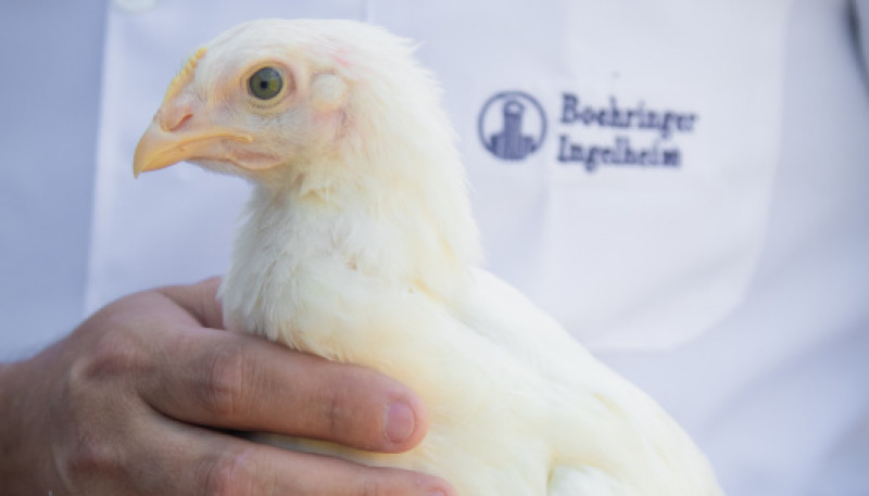 Boehringer Ingelheim lanza Prevexxion® RN contra la Enfermedad de Marek