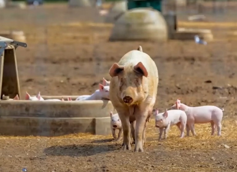 Efectos del estrés calórico en producción porcina