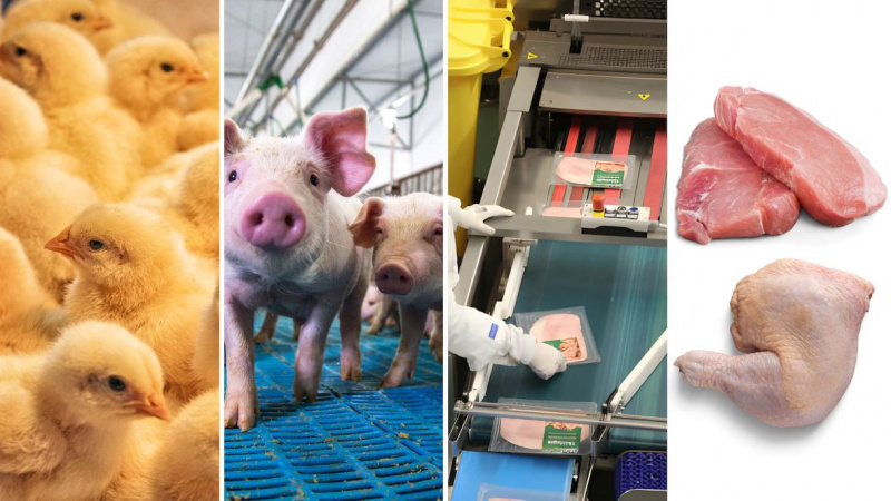 Conozca a los protagonistas de las industrias avícola y porcina