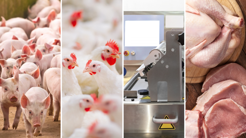 Conozca a los protagonistas de las industrias avícola y porcina